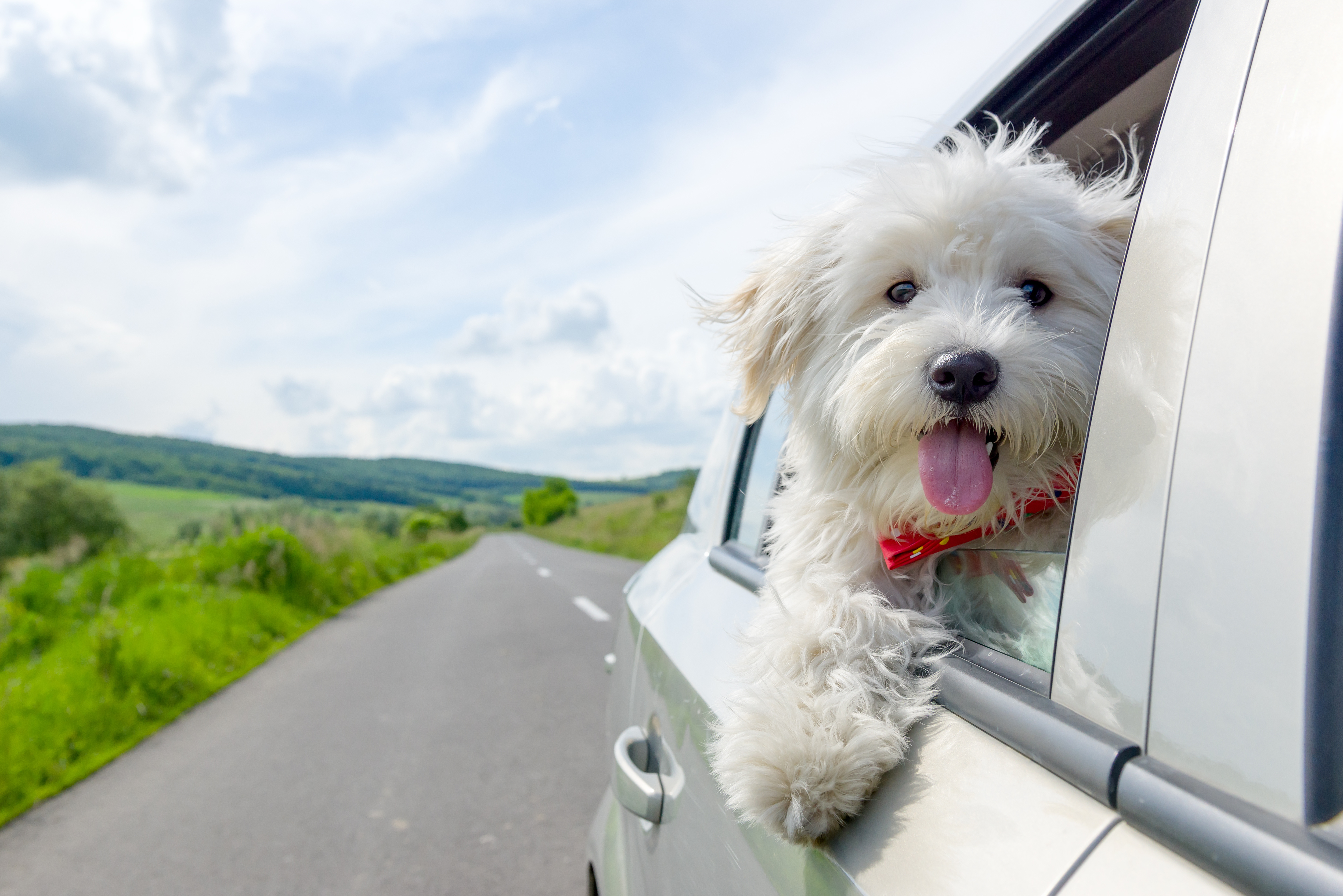 Household Pets | Idaho State Department of Agriculture
