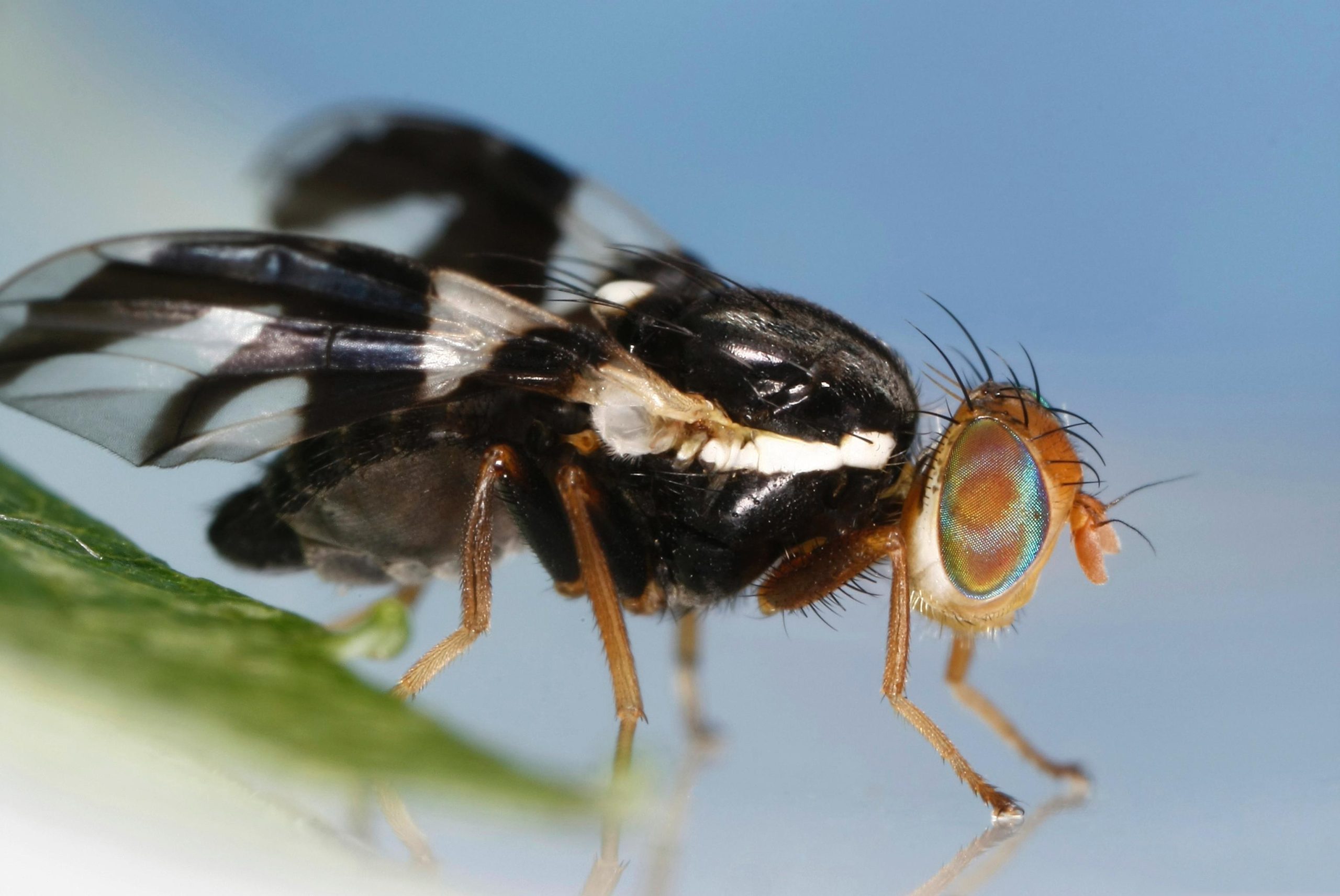 State Regulated Pest Surveys | Idaho State Department of Agriculture